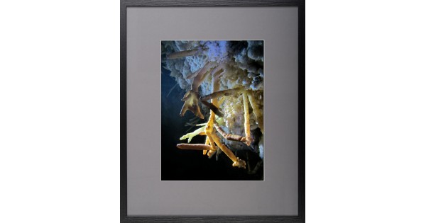 Candelabre, fotografie, artist: Radu Pop, tablou, galerie online